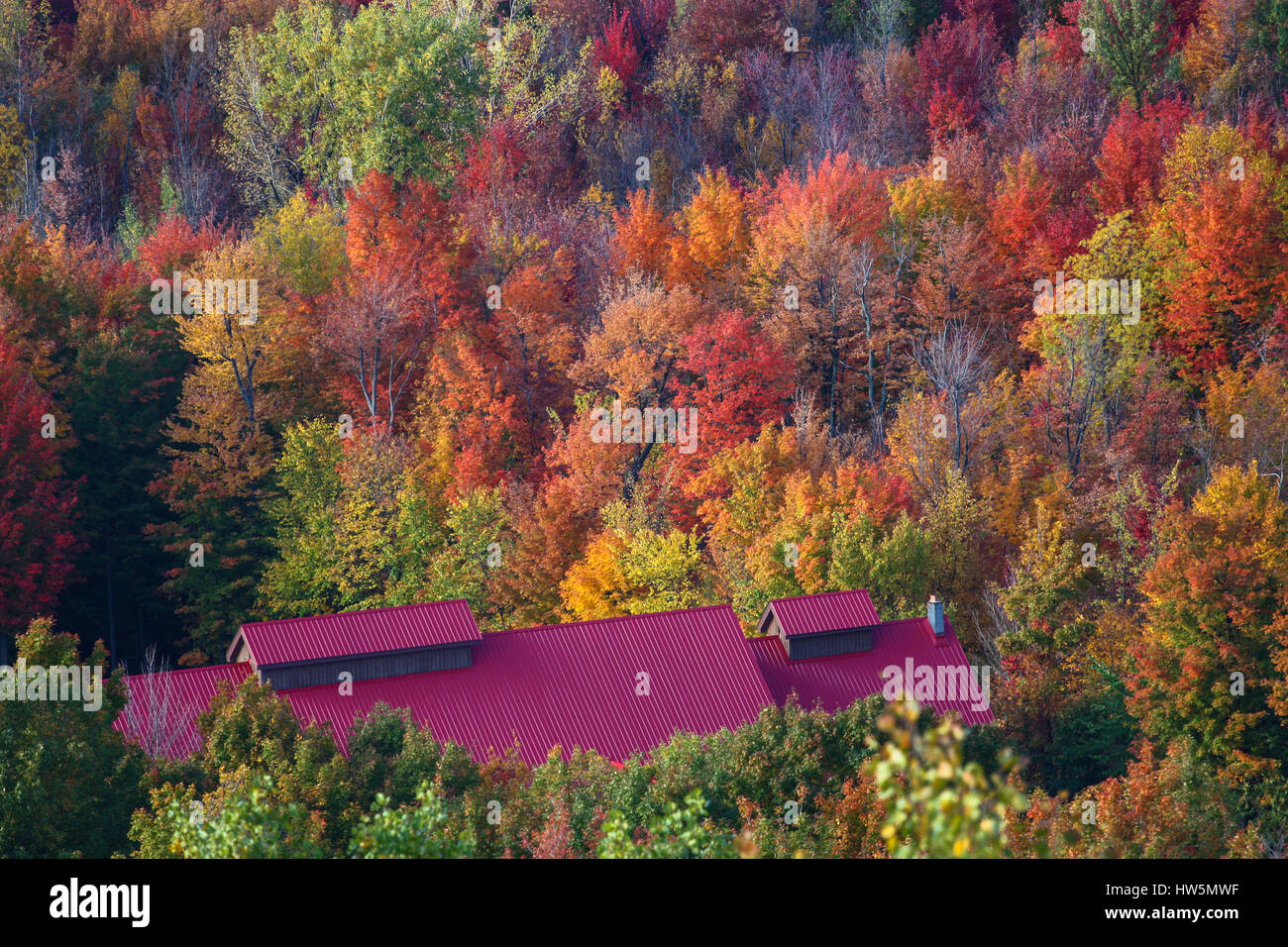 colorful canadian forest with red roof farm Stock Photo - Alamy