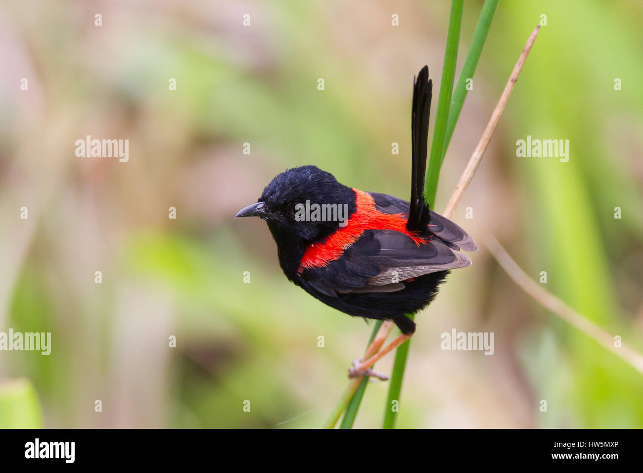 Red-backed Fairy-wren on its territory in a marsh at Atherton ...