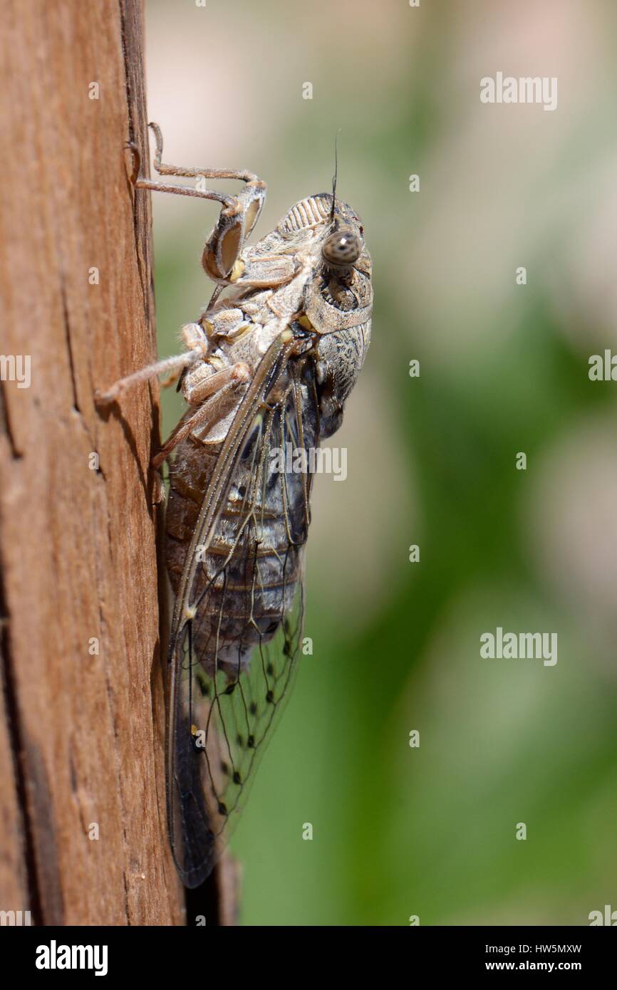 Crete cicada hi-res stock photography and images - Alamy