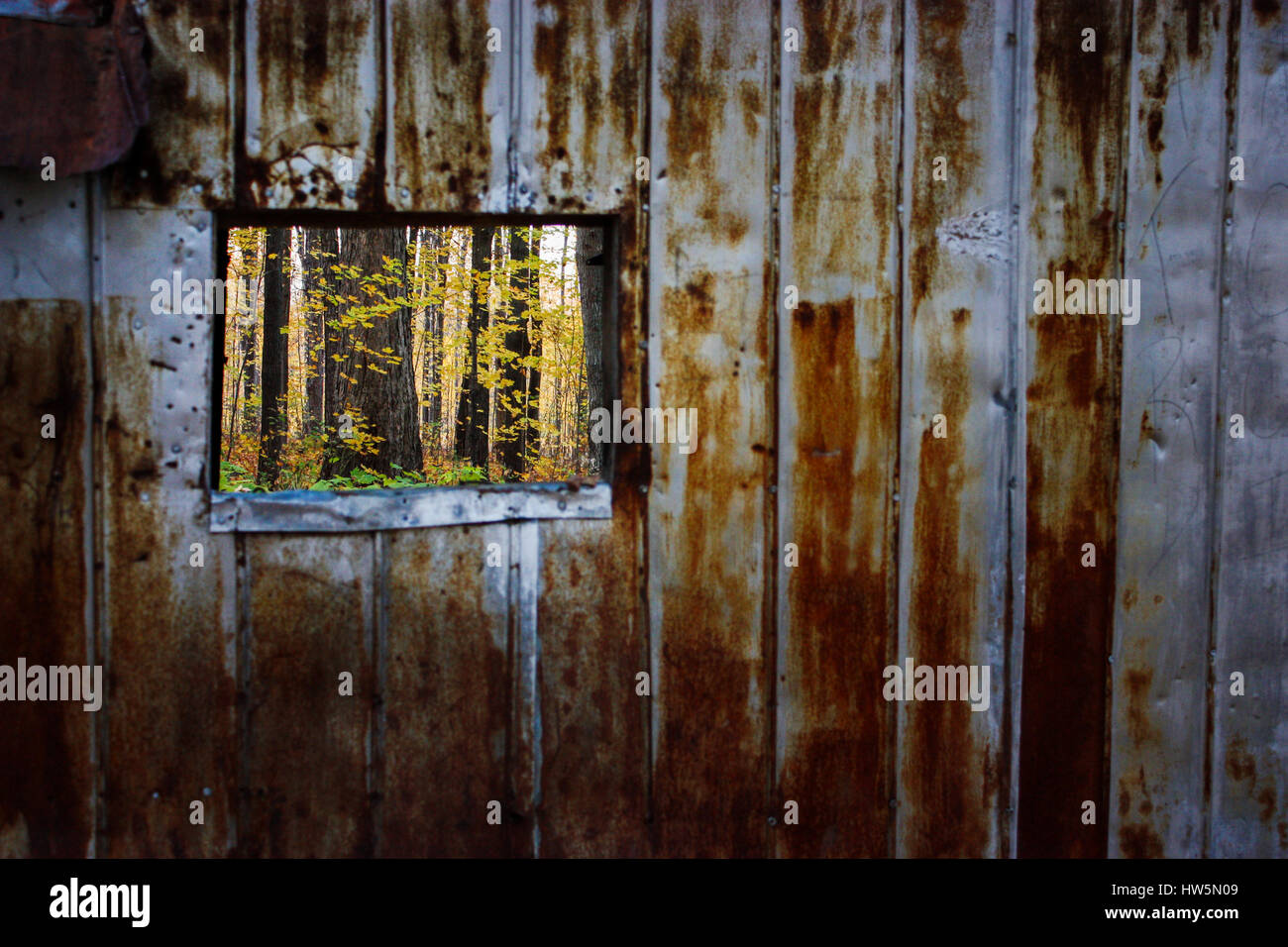 looking at a yellow forest through rusty metal window Stock Photo - Alamy