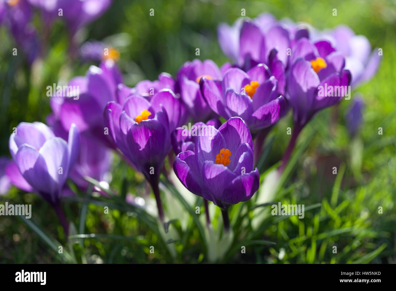 crocuses in spring Stock Photo - Alamy