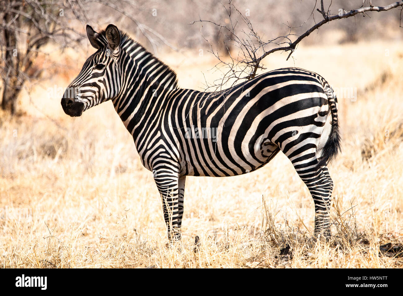 single zebra, side view Stock Photo - Alamy