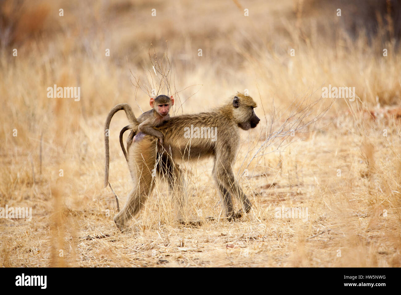 yellow baboon with baby on back Stock Photo - Alamy