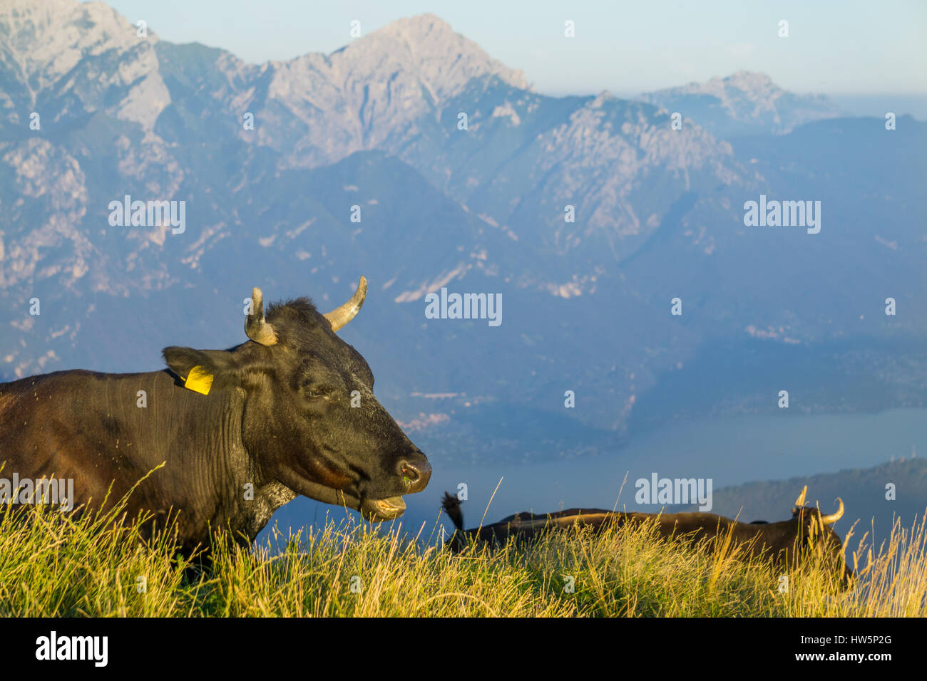 Cows on the peaks of Italian mountains eating grass and have a sun bath ...