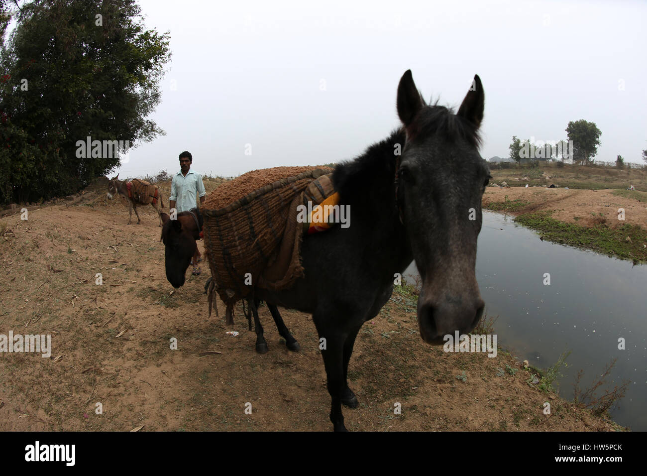 Horse Carrying Load High Resolution Stock Photography and Images - Alamy
