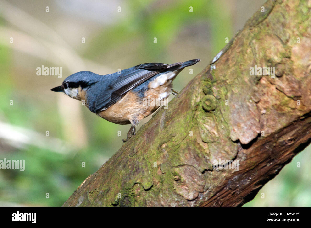 Eurasian nuthatch - Sitta europaea Stock Photo - Alamy