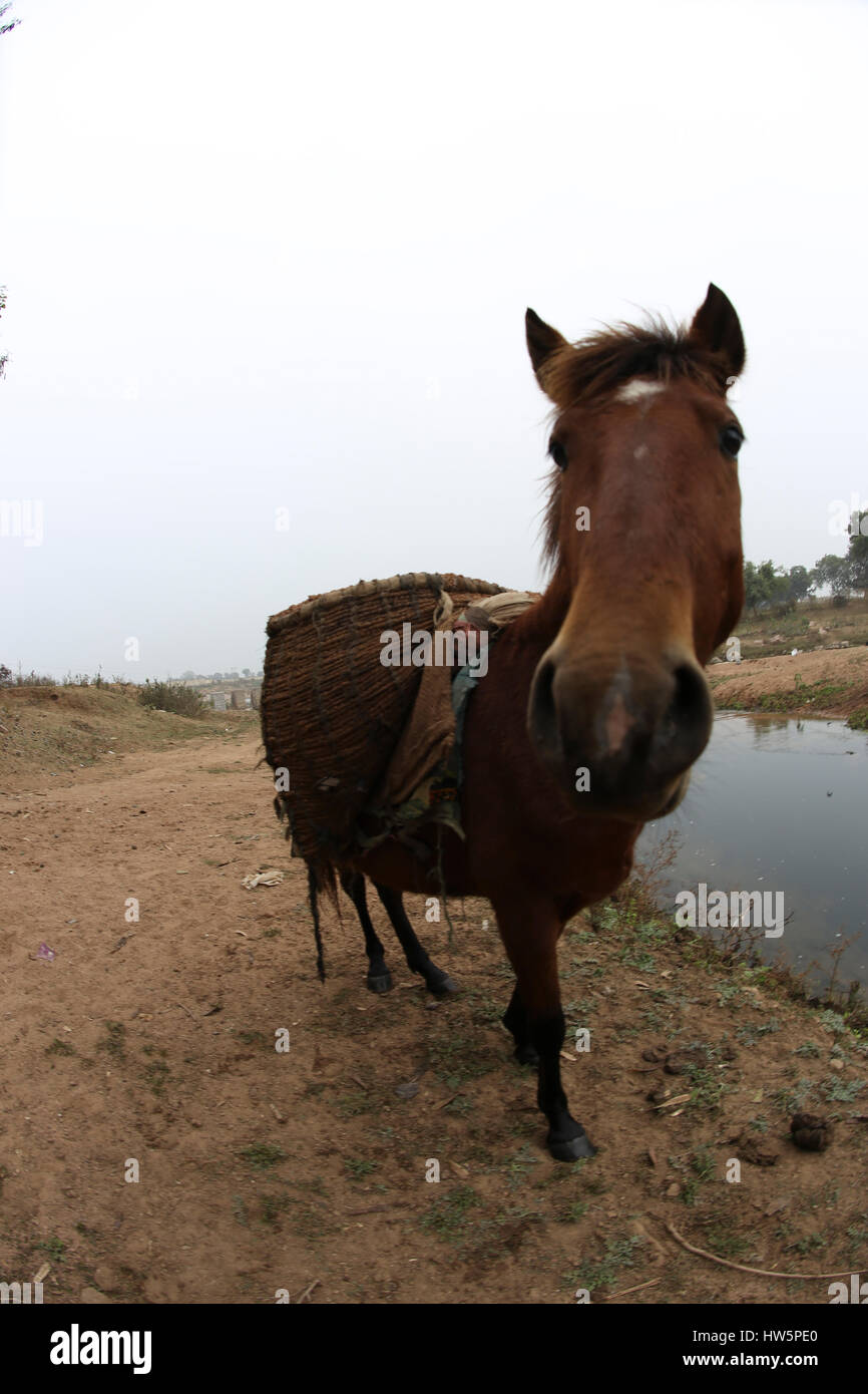 Donkey carrying heavy load hi-res stock photography and images - Alamy