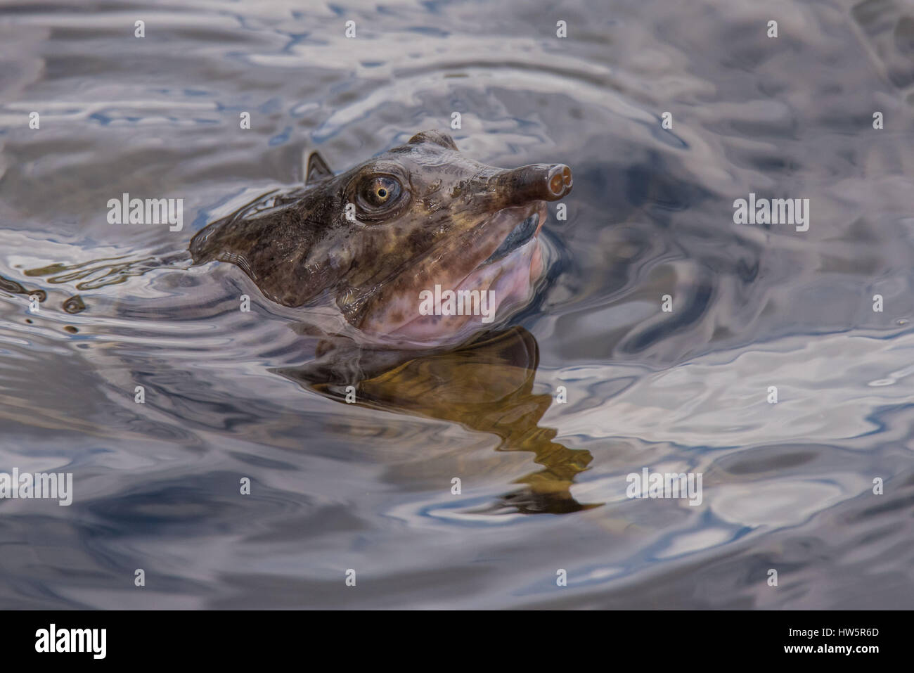 Florida softshell turtle hi-res stock photography and images - Alamy