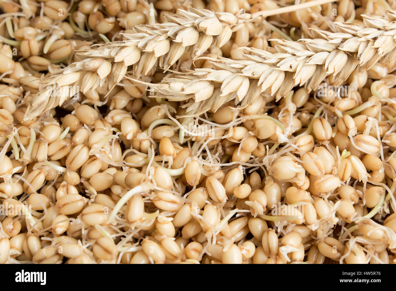 Sprouted Wheat and Ear of Wheat as a Background, Close Up Stock Photo ...