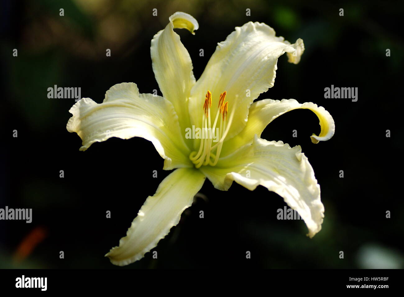 Daylily white. Beautiful white flowers daylily Stock Photo - Alamy