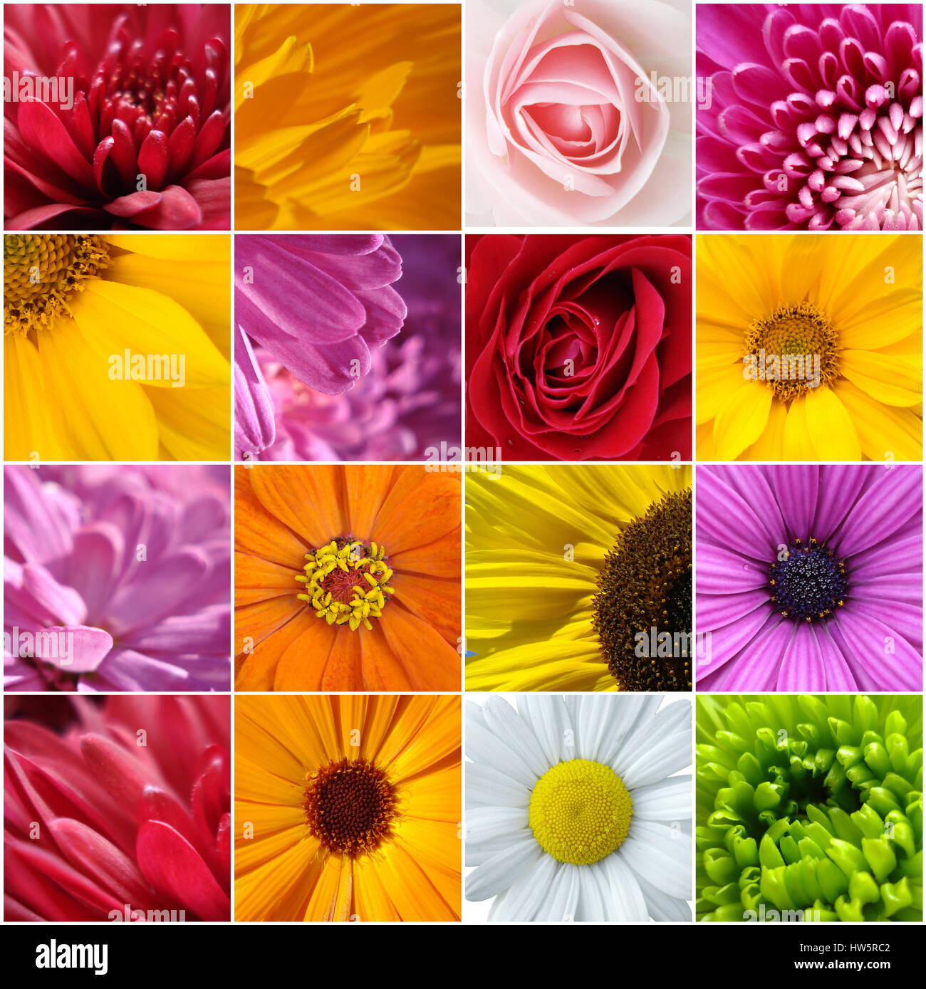 Flower collage hi-res stock photography and images - Alamy