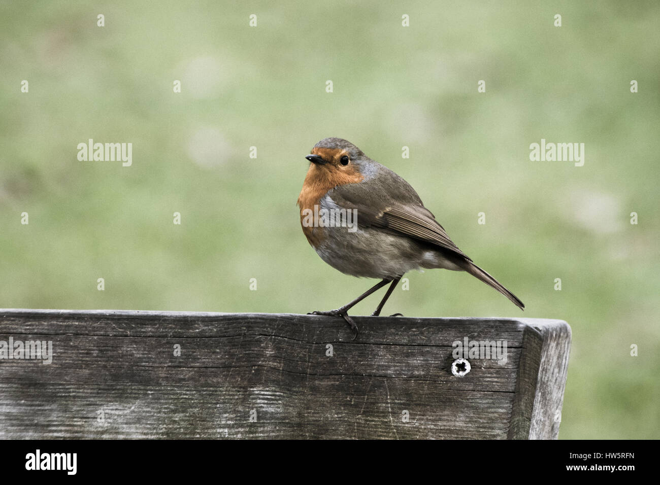 Perched on trellis fence hi-res stock photography and images - Alamy