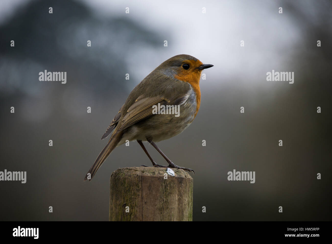 Perched on trellis fence hi-res stock photography and images - Alamy