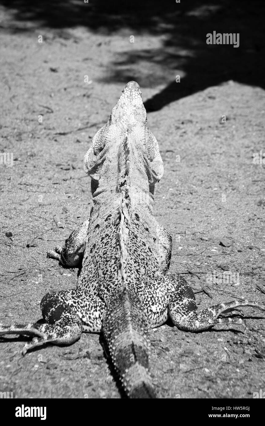 Black and white image of the back of iguana basking in the sun Stock ...