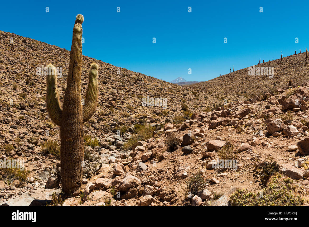 Atacama Desert Cactus