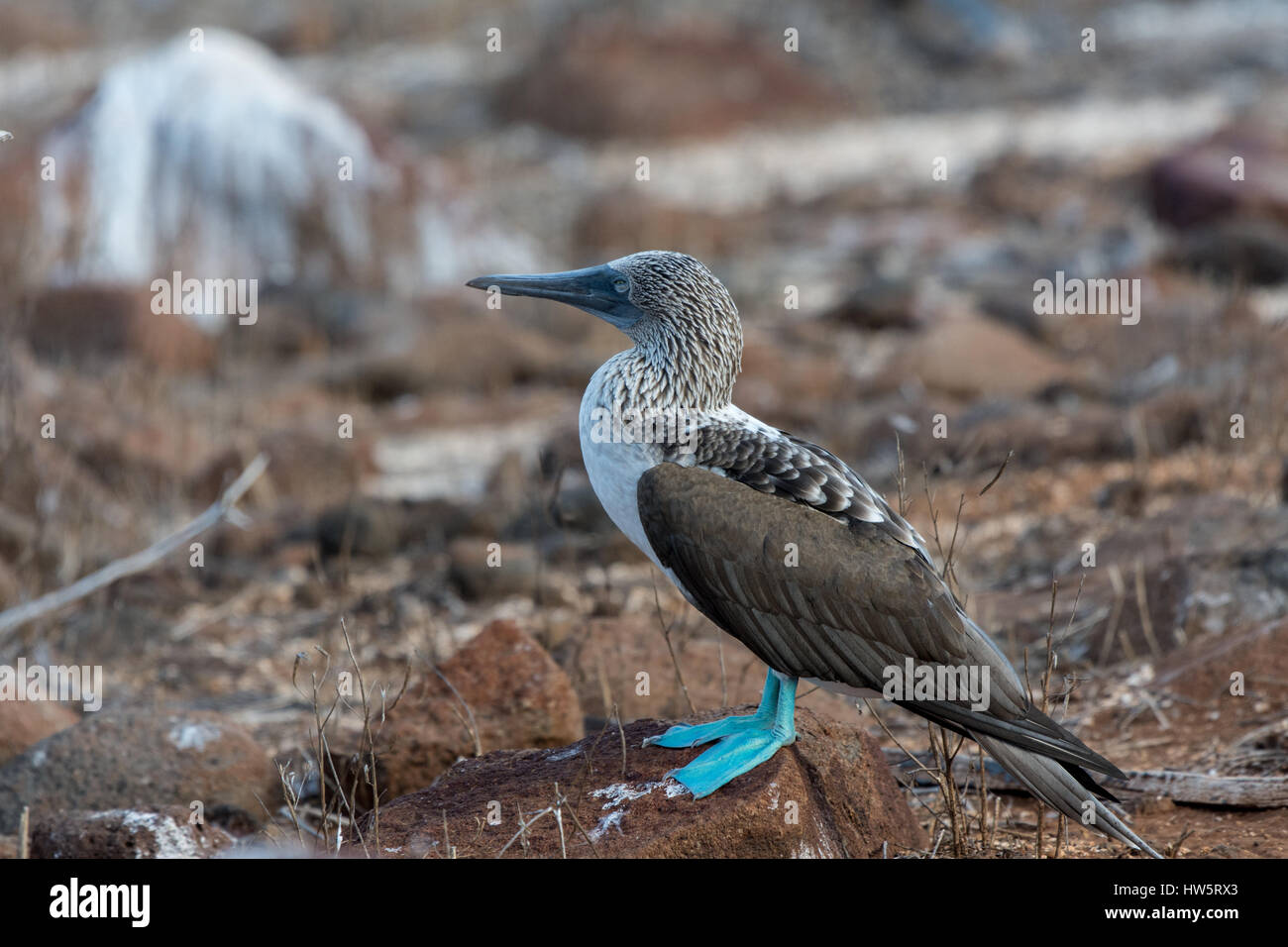 Adult Blue Footed Booby (Sula nebouxii) standing on shore in the ...