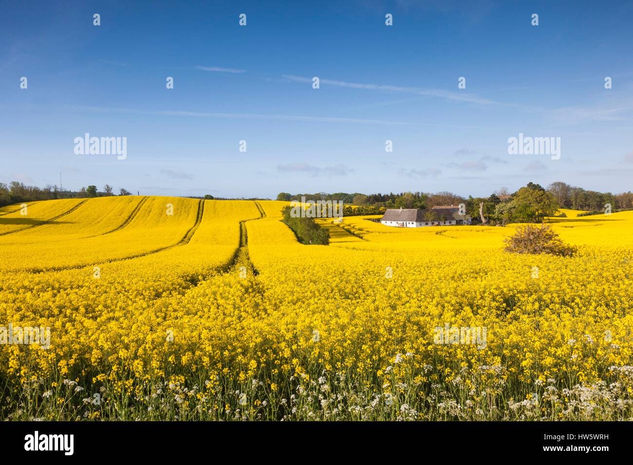 Rapeseed field hi-res stock photography and images - Alamy