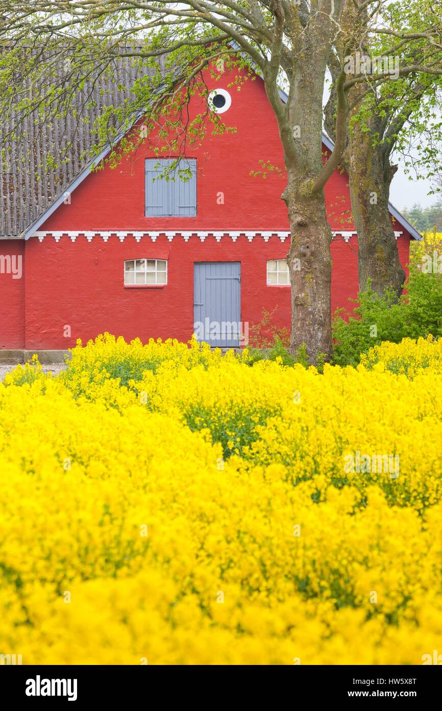 Denmark, Zealand, Olstykke, red farm and yellow rapeseed flowers ...
