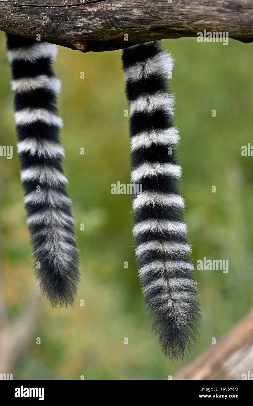 Madagascar, Lemur catta (ring-tailed lemur), tails dangling Stock Photo ...
