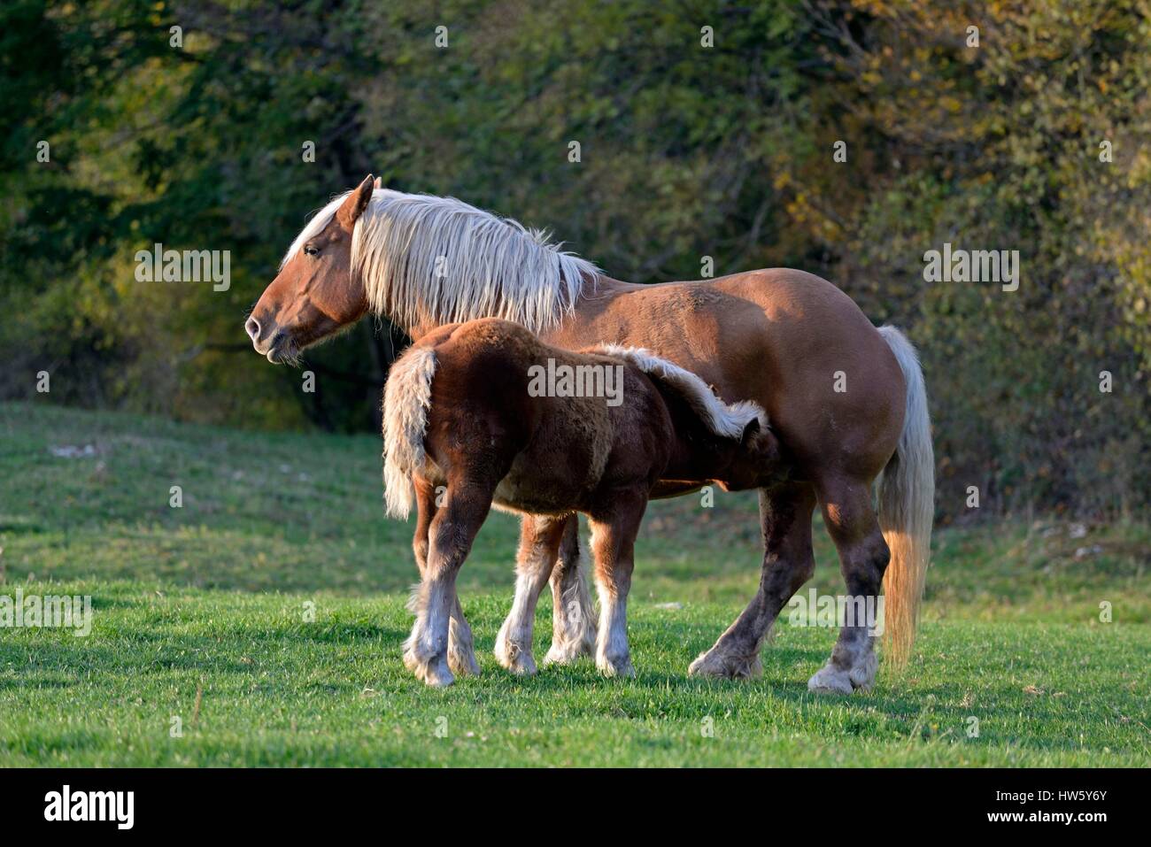 Comtois horse hi-res stock photography and images - Alamy
