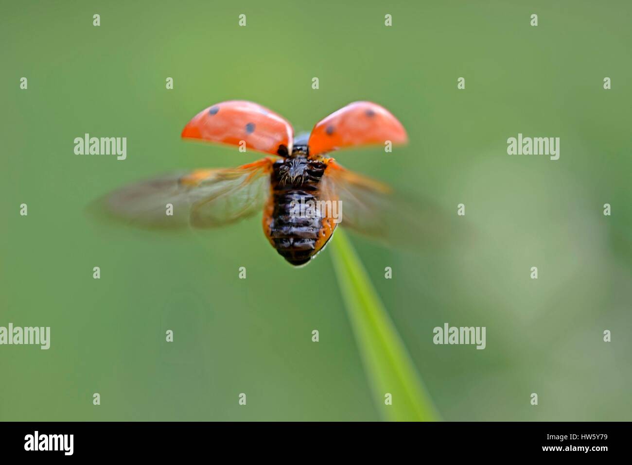 France, Doubs, meadow, insect, beetle, ladybug to 7 points (Coccinella ...
