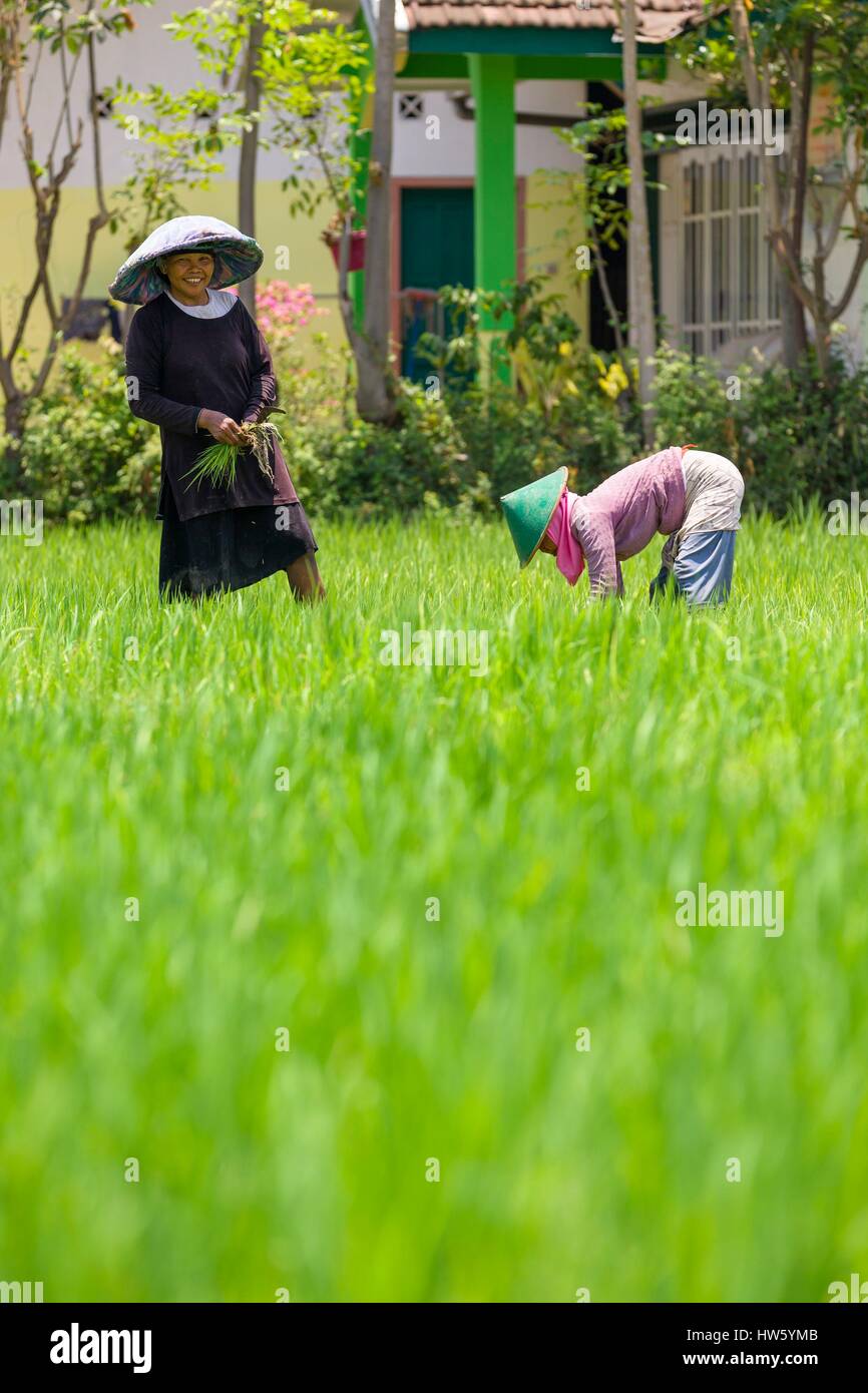 Indonesia, Java Island, rice field Stock Photo - Alamy
