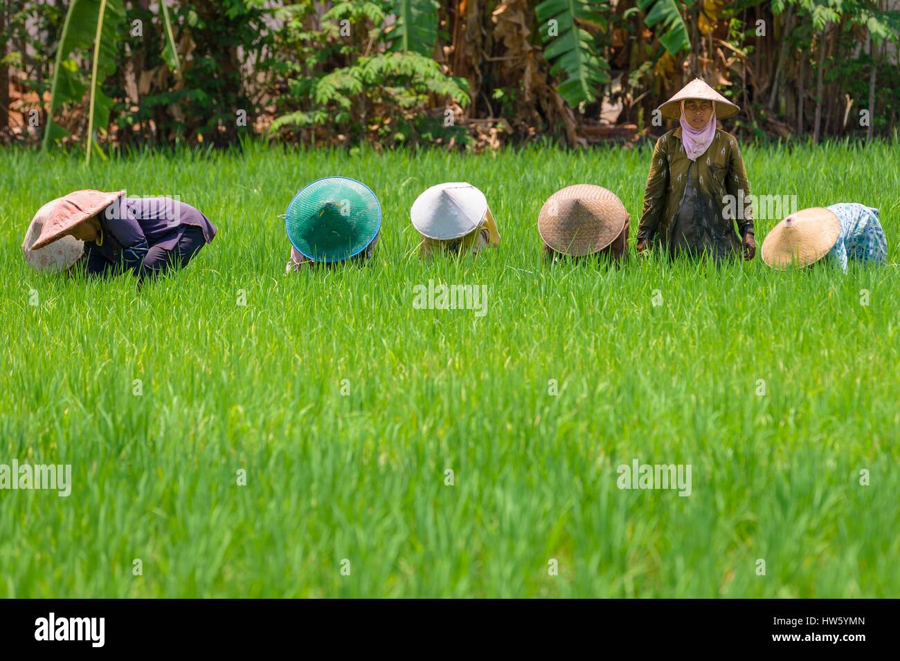 Indonesia, Java Island, rice field Stock Photo - Alamy