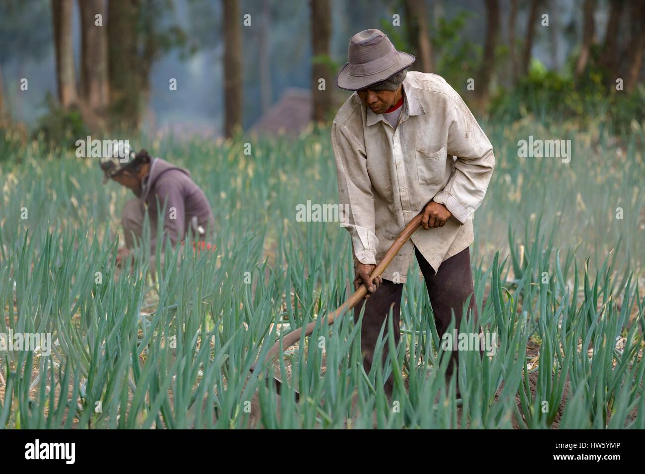 Indonesia, Java island, farmer Stock Photo - Alamy