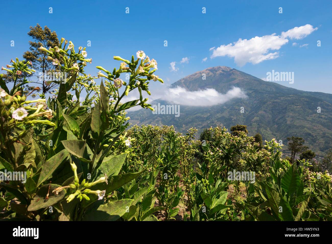 Indonesia, Java island, Merbabu volcano, 3 145 m Stock Photo - Alamy
