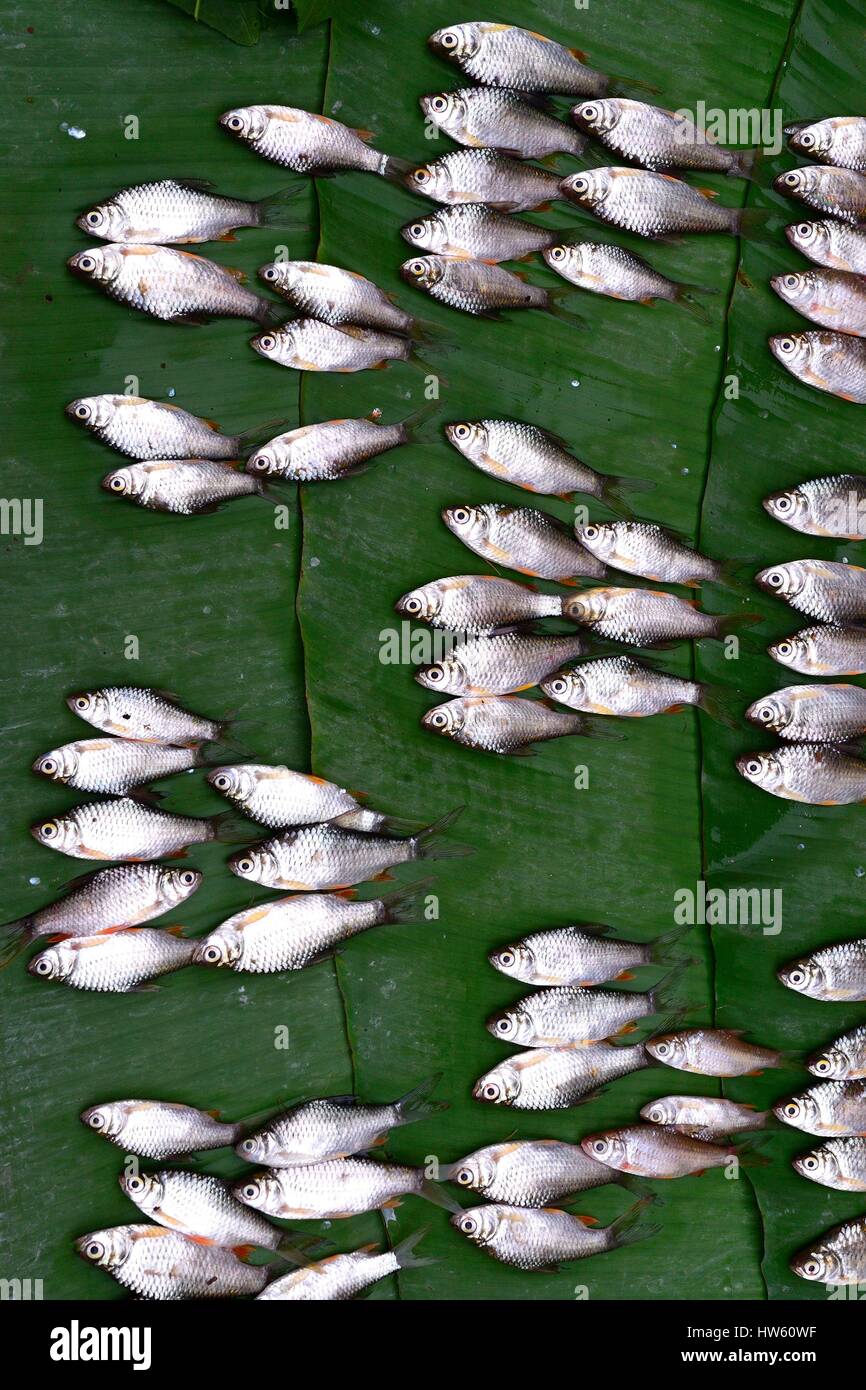 Laos, Luang Prabang province, Luang Prabang, listed as World Heritage ...