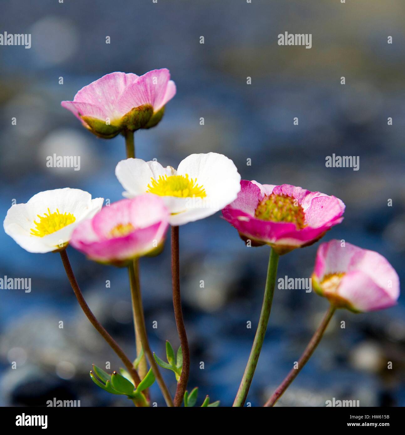 Renoncule des glaciers hi-res stock photography and images - Alamy