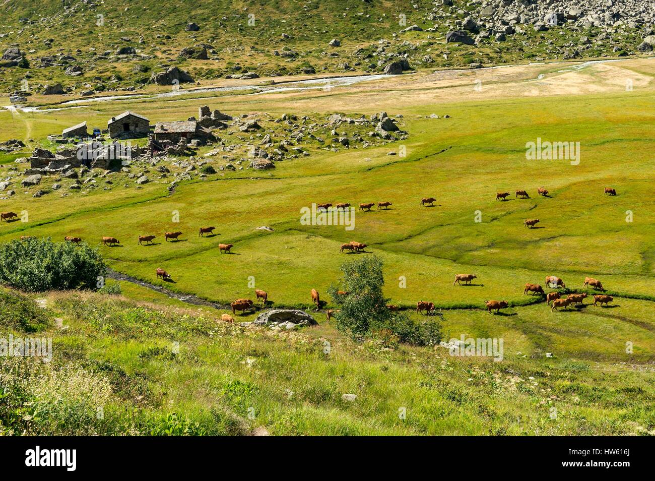 Tarine Cows High Resolution Stock Photography and Images - Alamy
