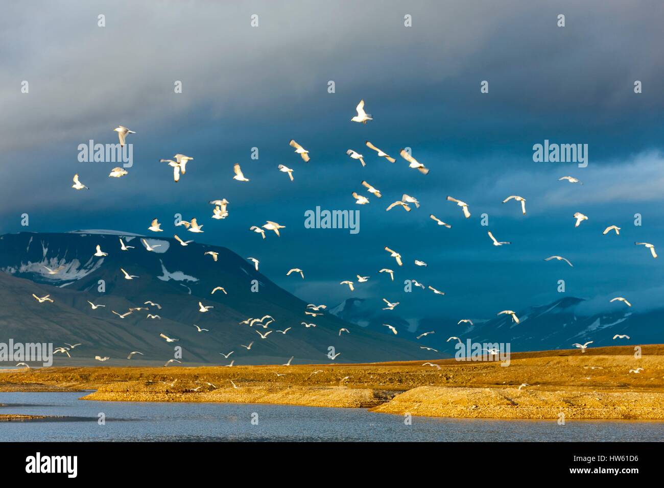 Norway, Svalbard Islands, Spitzberg, isfjorden Stock Photo - Alamy