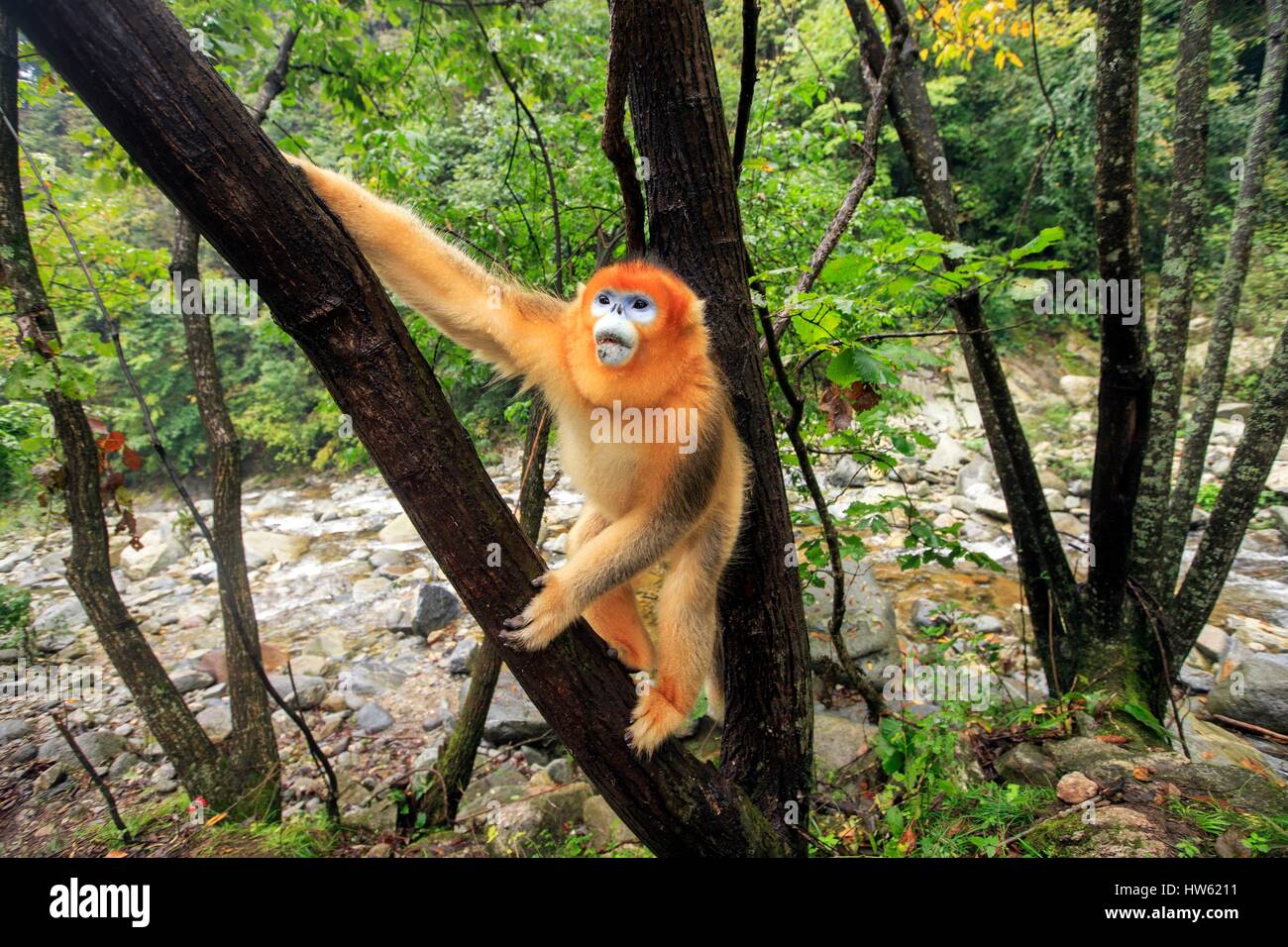 China, Shaanxi province, Qinling Mountains, Golden Snub-nosed Monkey ...