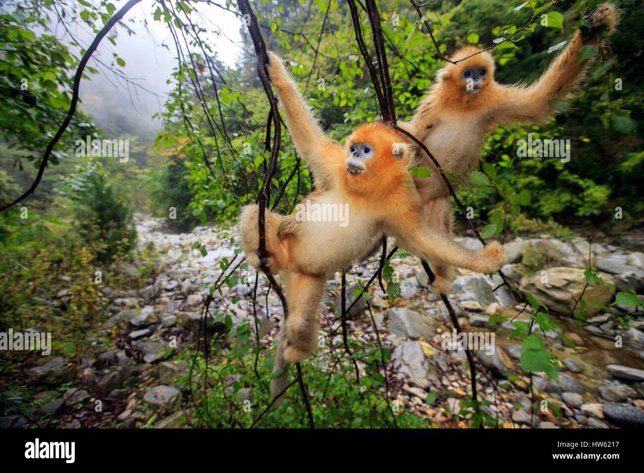 China, Shaanxi province, Qinling Mountains, Golden Snub-nosed Monkey ...