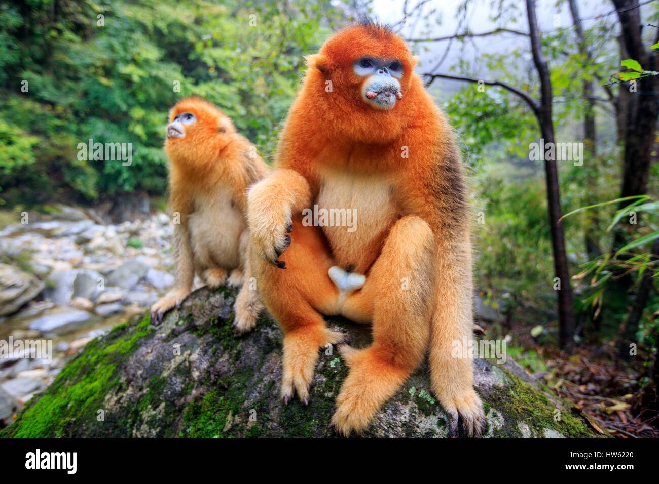 China, Shaanxi province, Qinling Mountains, Golden Snub-nosed Monkey ...