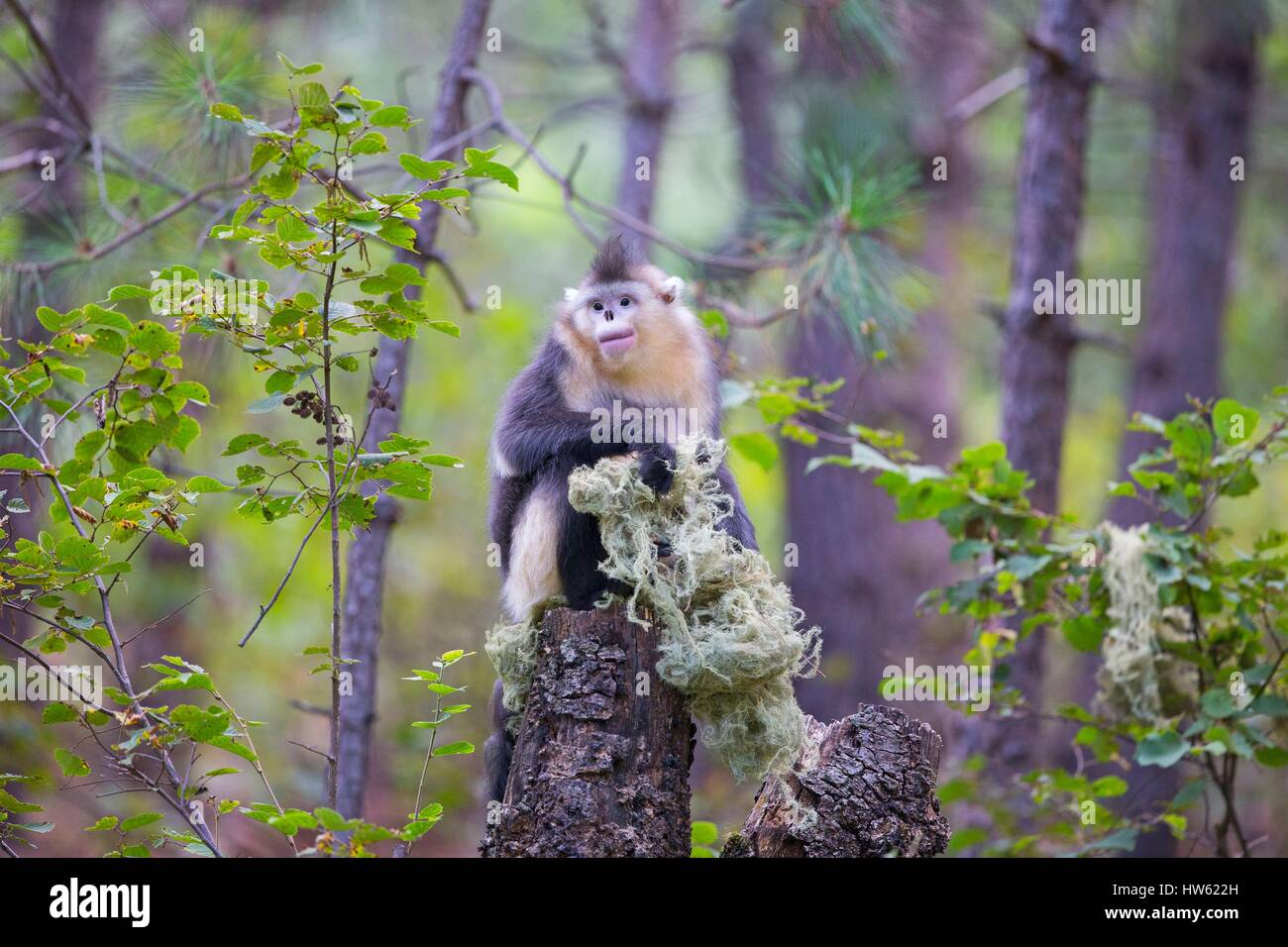 China, Yunnan province, Yunnan Snub-nosed Monkey (Rhinopithecus bieti ...