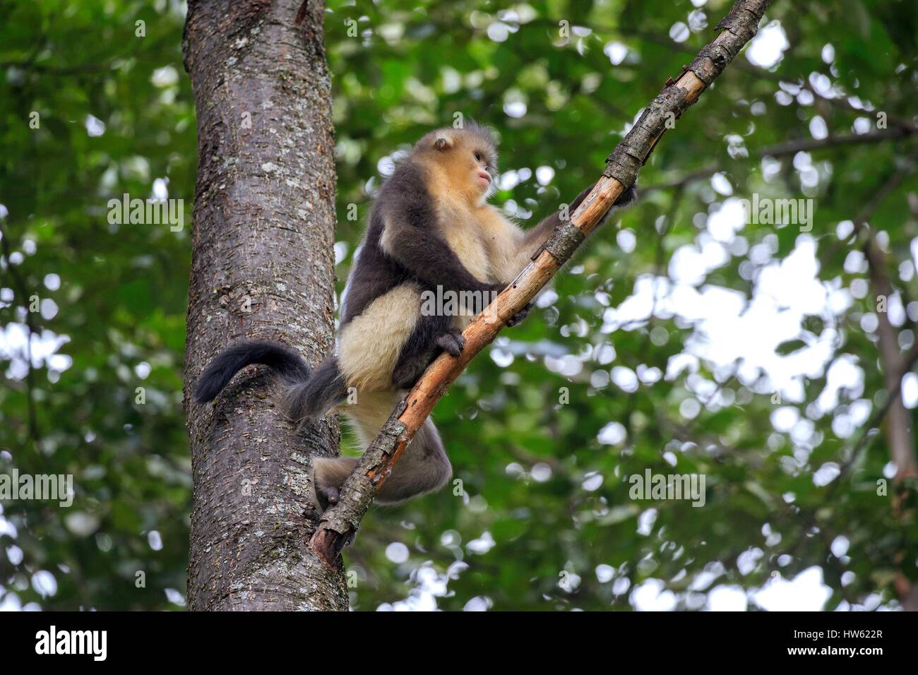 China, Yunnan province, Yunnan Snub-nosed Monkey (Rhinopithecus bieti ...