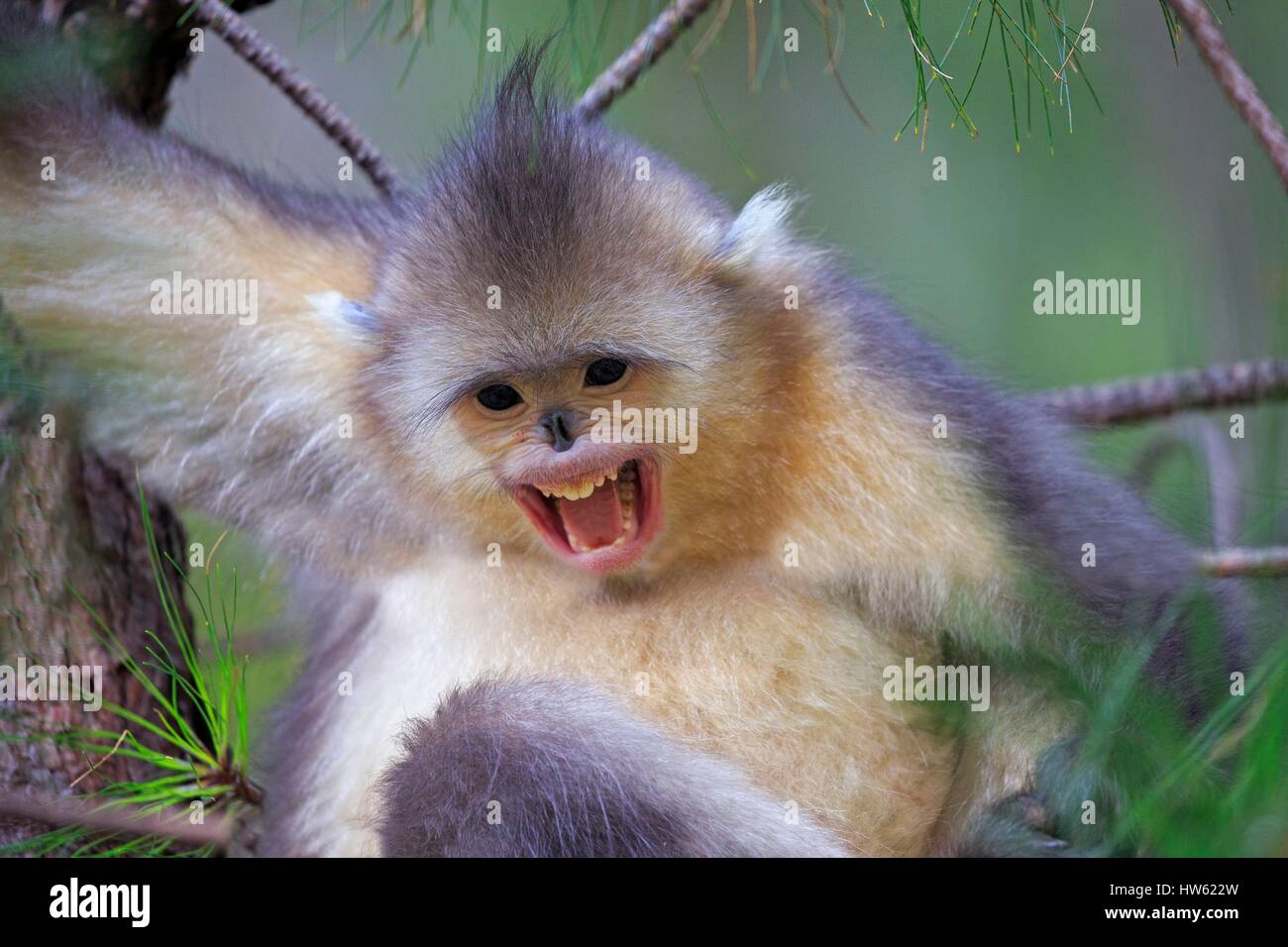 China, Yunnan province, Yunnan Snub-nosed Monkey (Rhinopithecus bieti ...