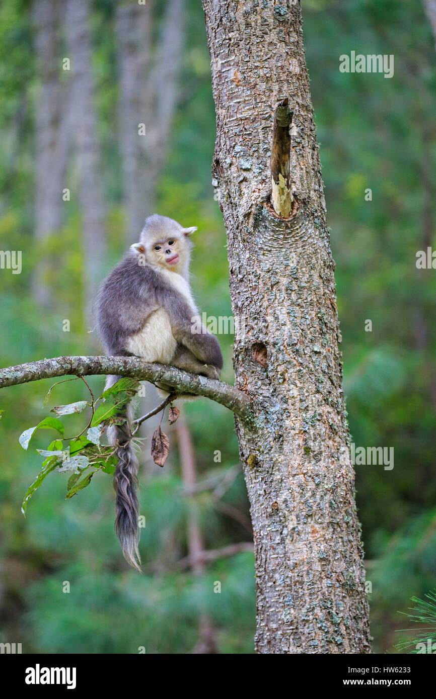 China, Yunnan province, Yunnan Snub-nosed Monkey (Rhinopithecus bieti ...
