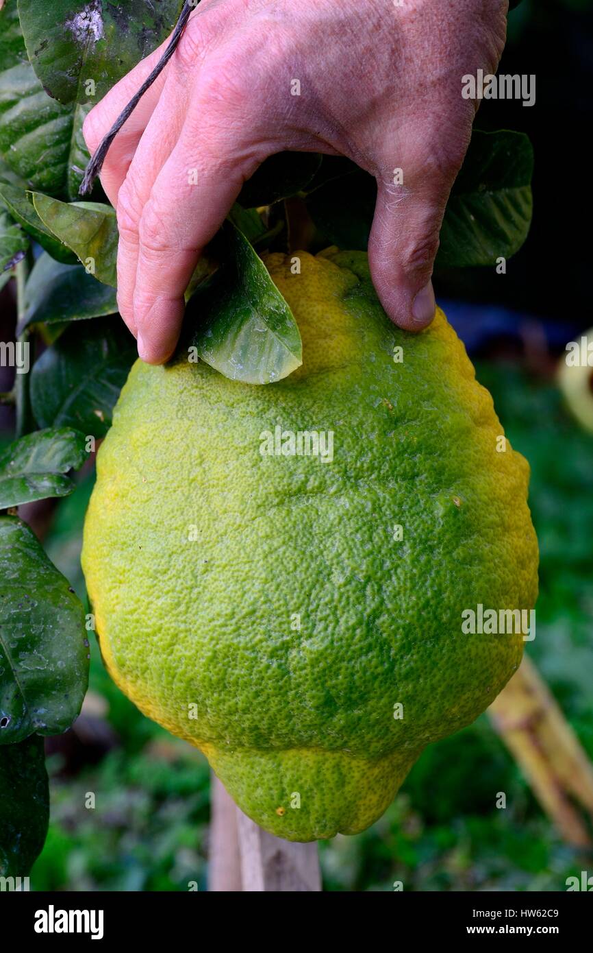 France, Alpes Maritimes, Nice, Potager de Saquier, organic farm, big ...