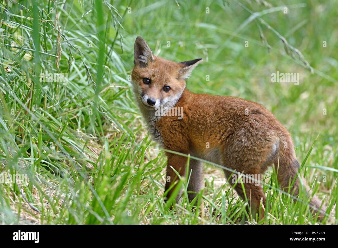 France, Doubs, red fox (Vulpes vulpes), fox in a meadow near the forest ...