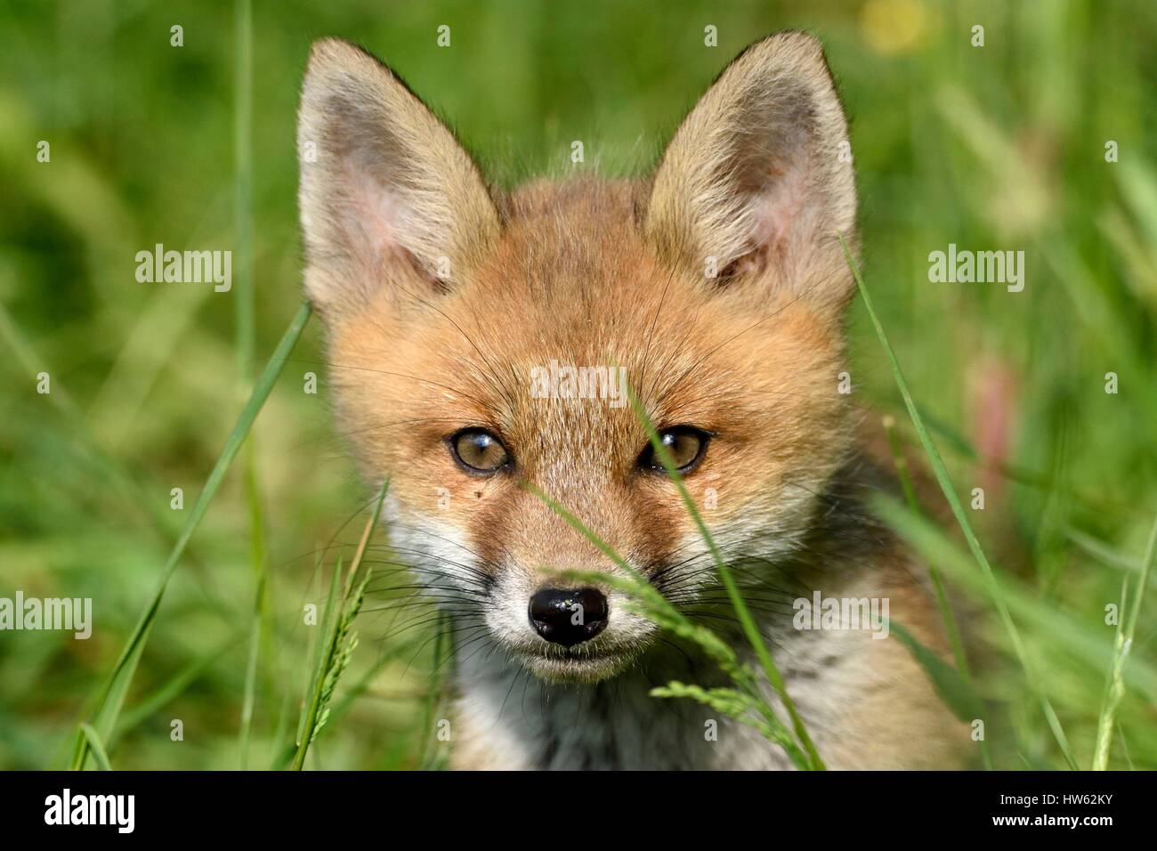 France, Doubs, red fox (Vulpes vulpes), fox portrait in a meadow near ...
