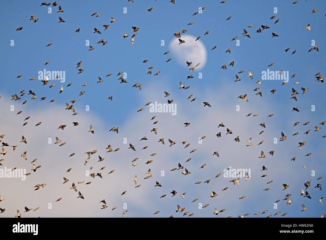 France, Doubs, Brambling (Fringilla montifringilla), flock of birds ...