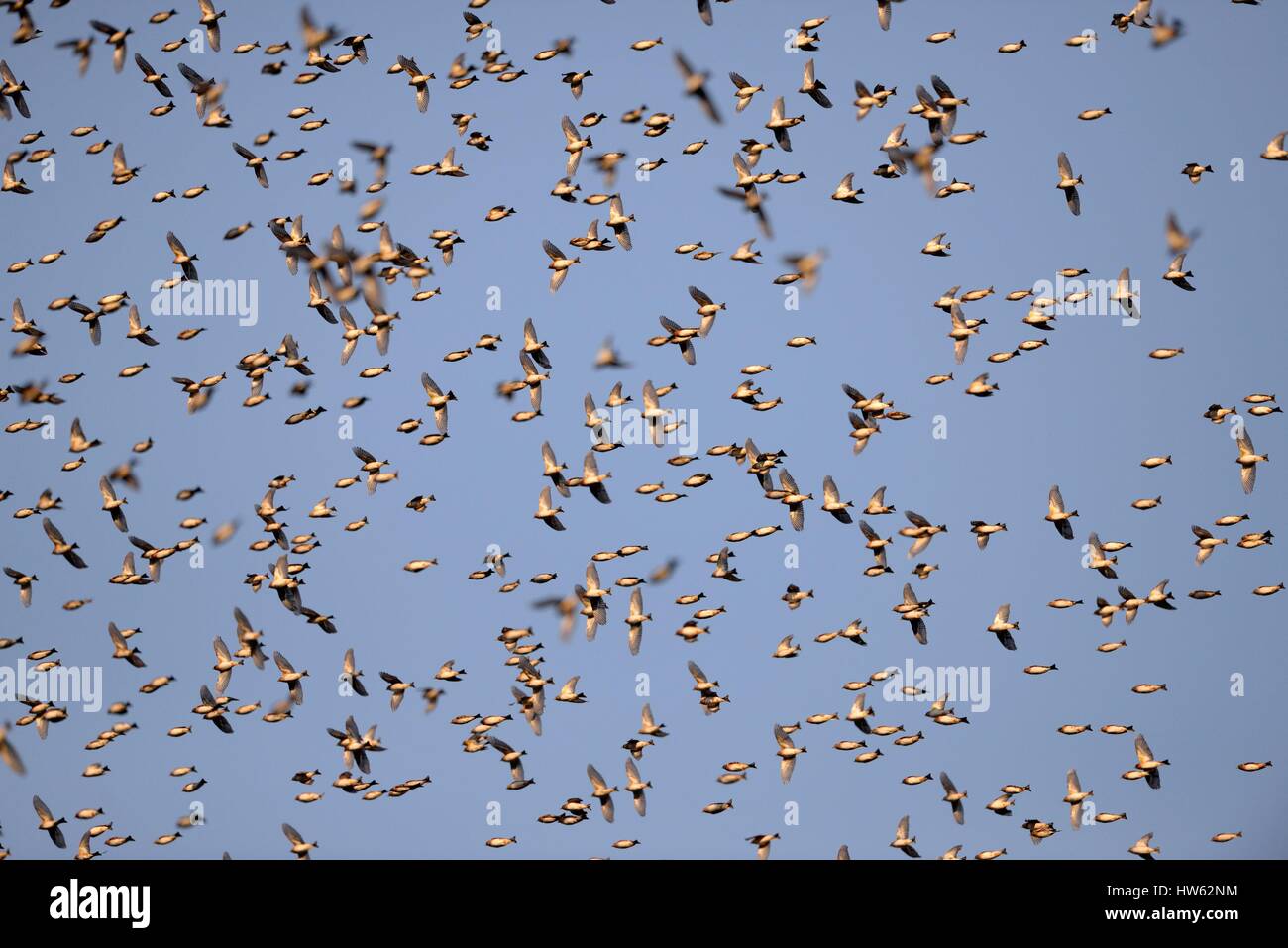 Chaffinch and brambling together hi-res stock photography and images ...