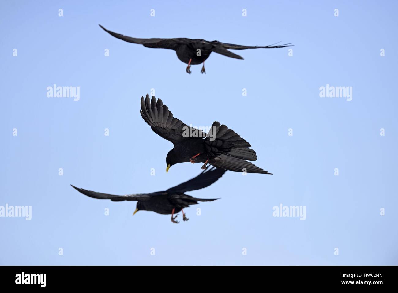 France, Savoie, Alps, Alpine Chough (Pyrrhocorax graculus) in flight ...