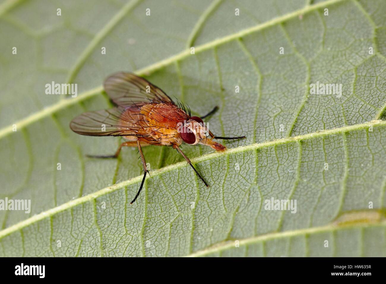 France, Pyrenees Atlantiques, Diptera, Muscidae, Muscid fly (Phaonia ...