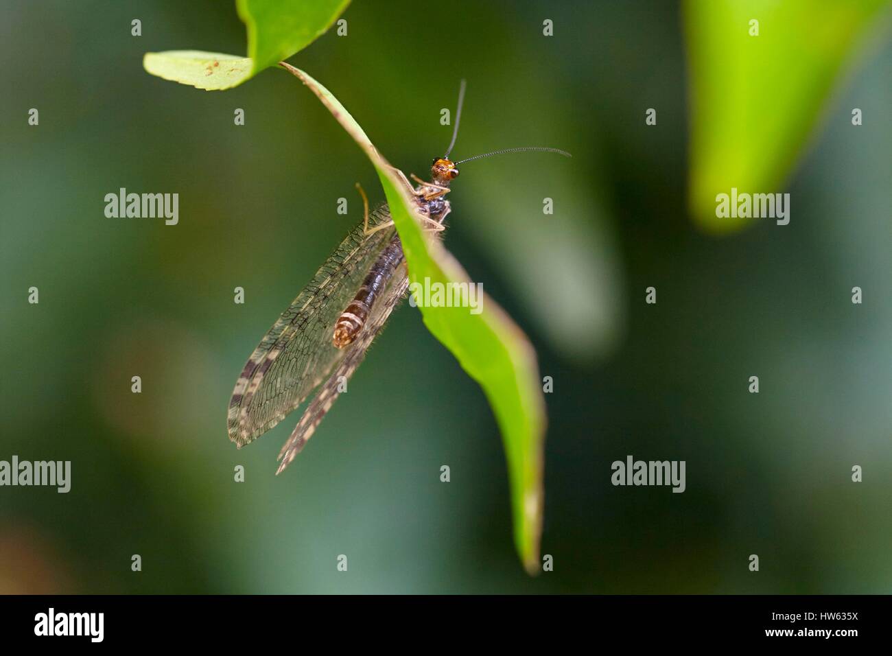 Osmylidae hi-res stock photography and images - Alamy