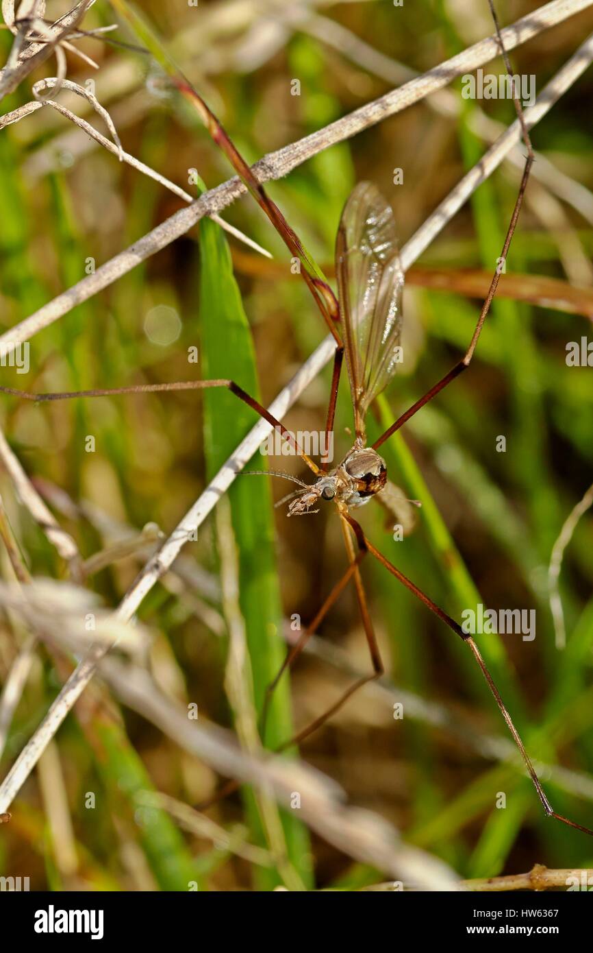 France, Morbihan, Diptera, Tipulidae, Crane fly (Tipula paludosa Stock ...