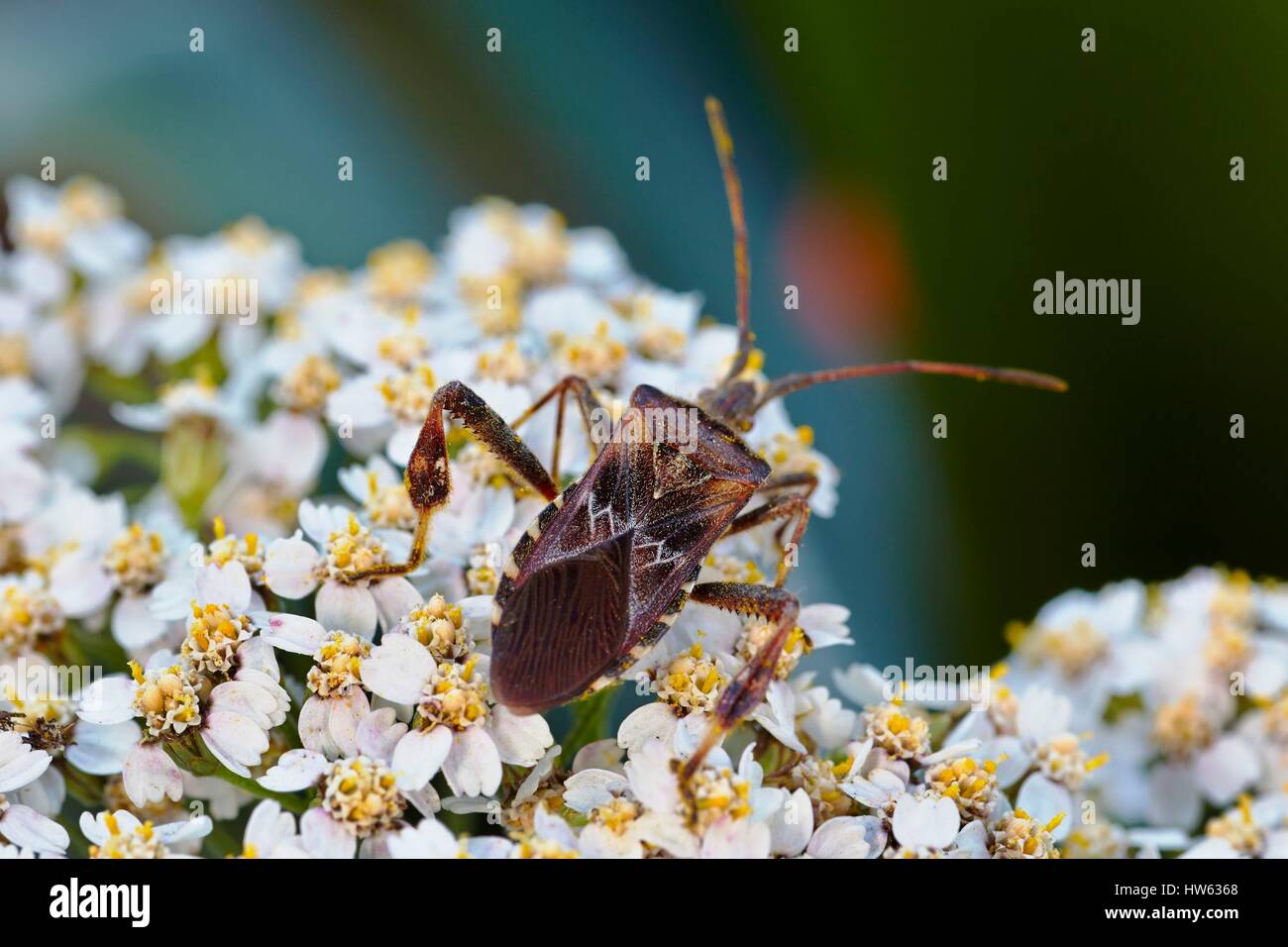 France, Morbihan, Hemiptera, Coreidae, Western conifer seed bug or Leaf ...